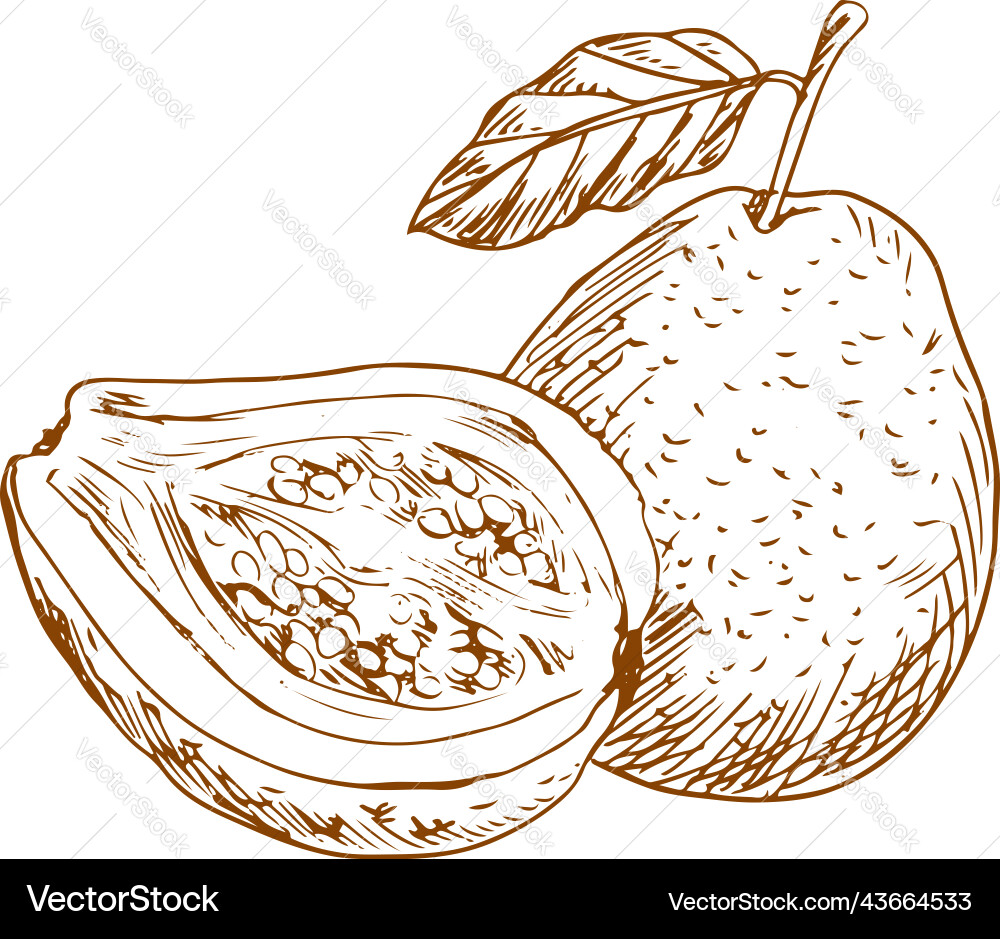 Tropical fruit guava whole half isolated sketch Vector Image
