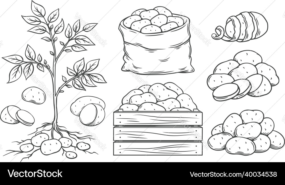 Potato outline icons set Royalty Free Vector Image