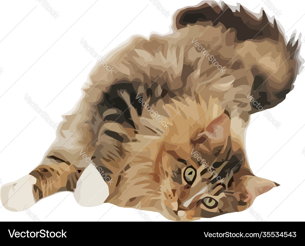 American longhair cat breed Royalty Free Vector Image