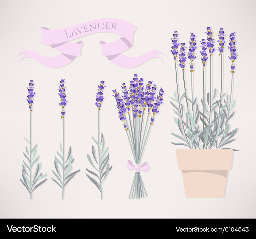 Bouquet of lavender Royalty Free Vector Image - VectorStock