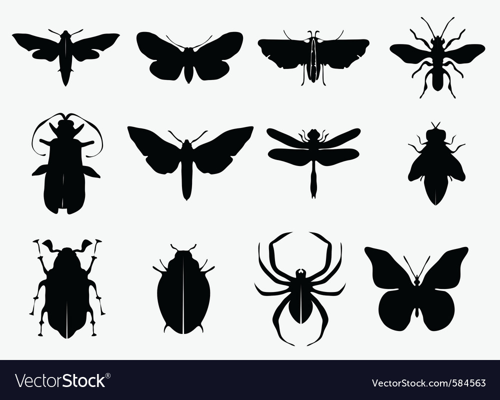 Bugs Royalty Free Vector Image - VectorStock