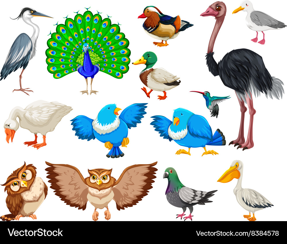 Different kind of wild birds Royalty Free Vector Image