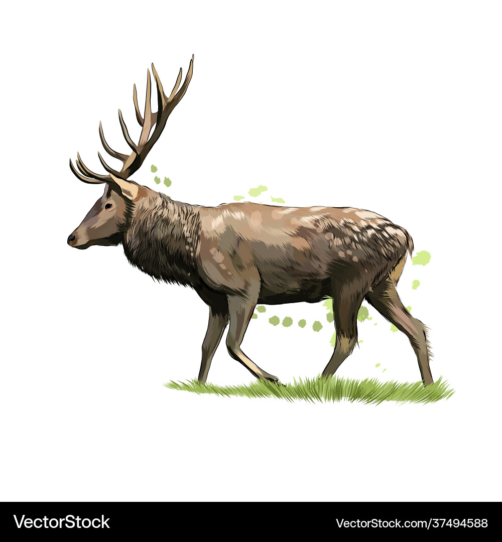 Red deer from a splash watercolor colored Vector Image