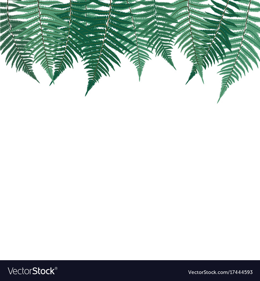 Fern leaf background Royalty Free Vector Image