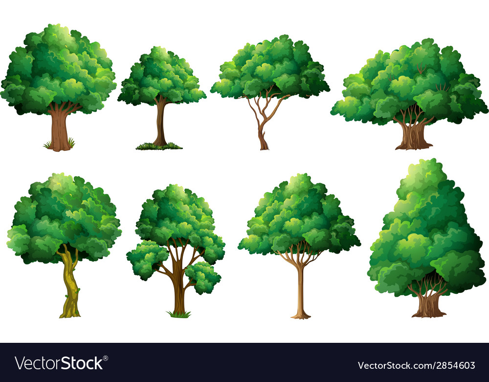 Tree set Royalty Free Vector Image - VectorStock