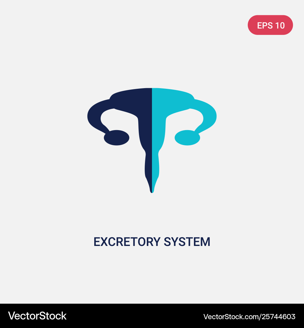 Two color excretory system icon from human body Vector Image