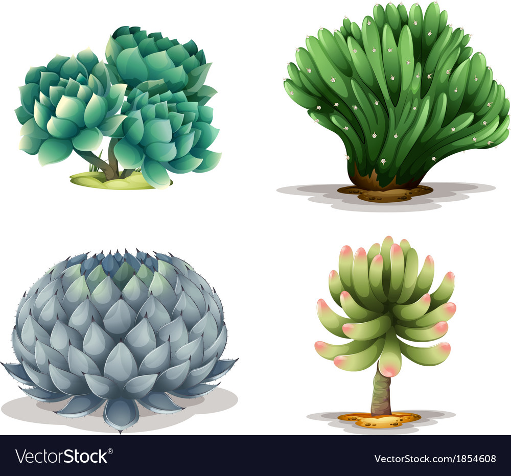 Different cacti Royalty Free Vector Image - VectorStock