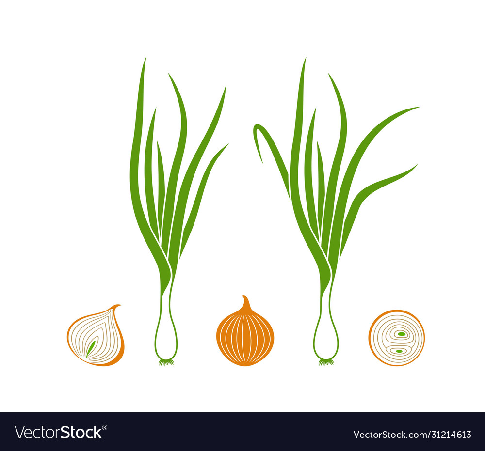 Onion Royalty Free Vector Image - VectorStock Onion Royalty Free Vector Image - VectorStock