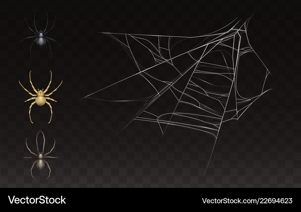 Collection of realistic web with spider Royalty Free Vector