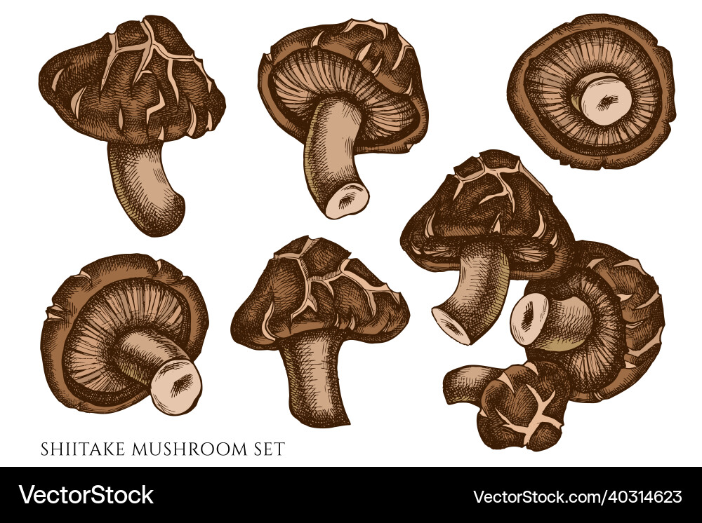 Set of hand drawn colored shiitake Royalty Free Vector Image
