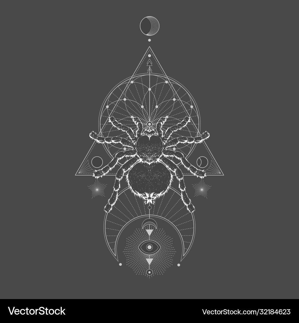 With hand drawn spider tarantula and sacred Vector Image