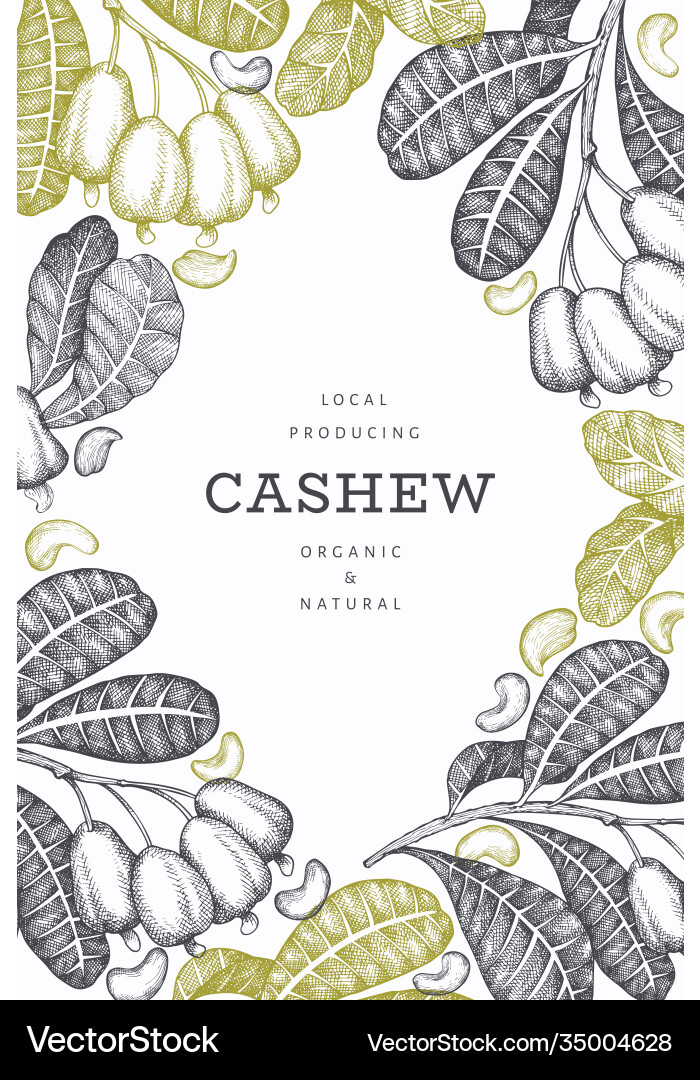 Hand drawn sketch cashew design template organic Vector Image