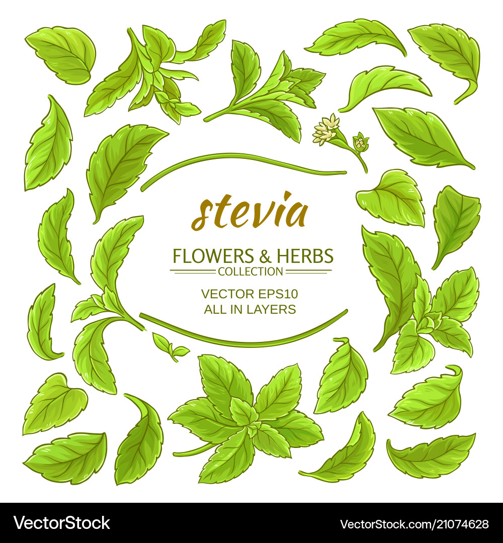 Stevia elements set Royalty Free Vector Image - VectorStock