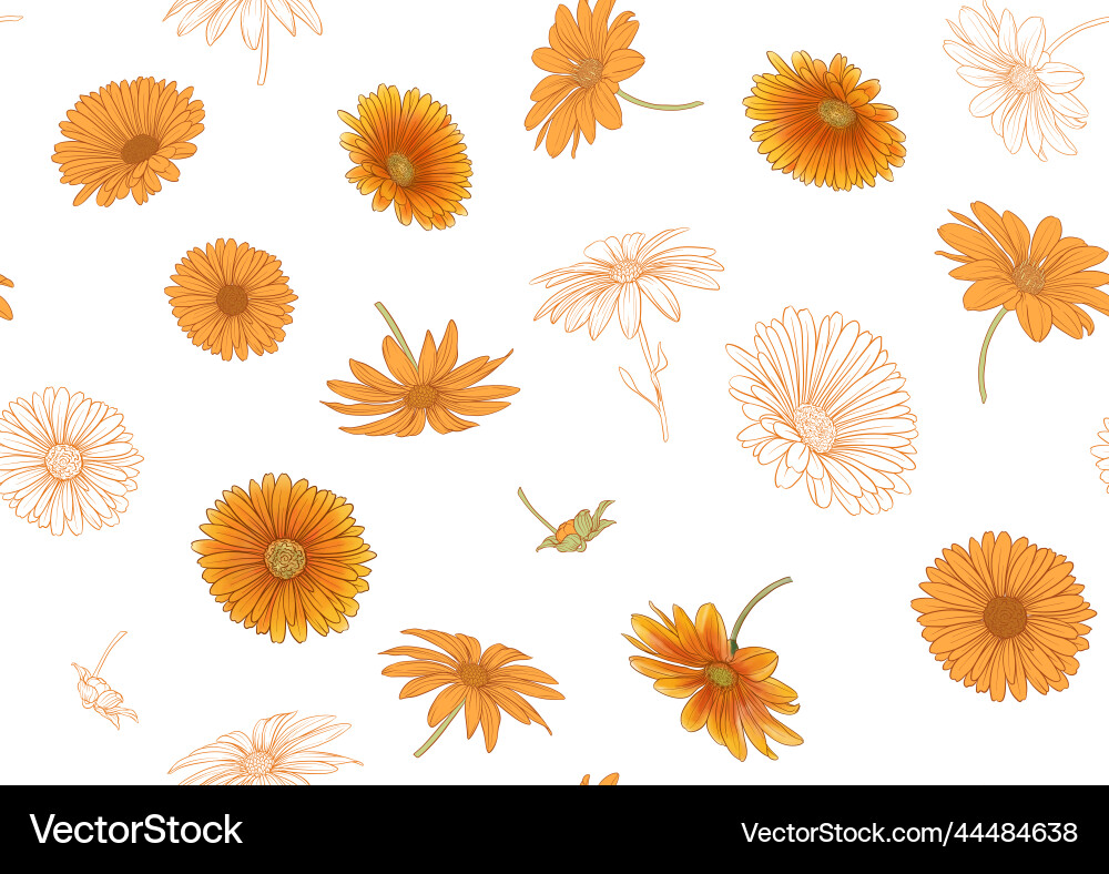 Calendula medicinal herbs and flowers Royalty Free Vector