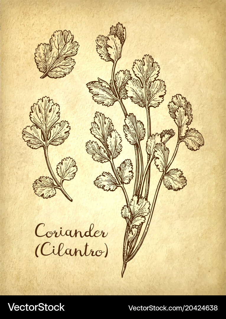 Ink sketch of cilantro Royalty Free Vector Image