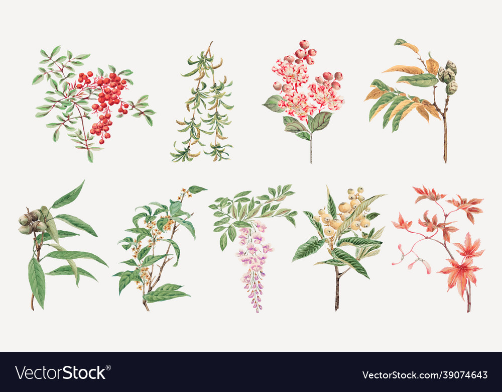 Template trace Royalty Free Vector Image - VectorStock