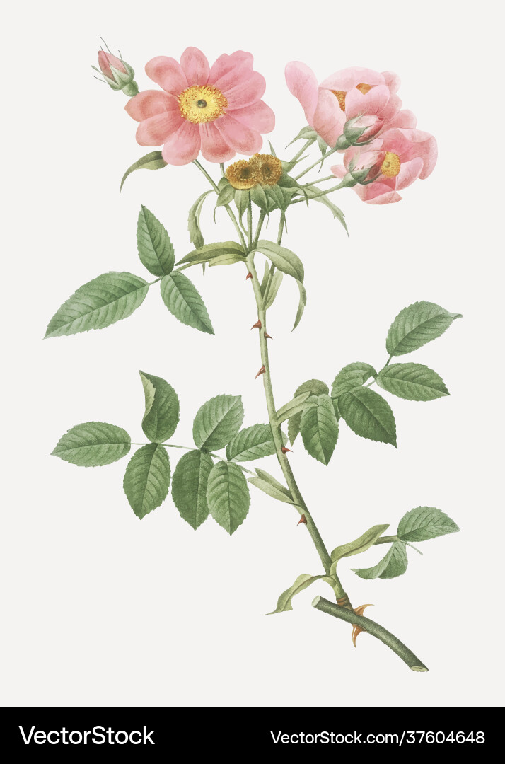 Lady monson rose in bloom Royalty Free Vector Image
