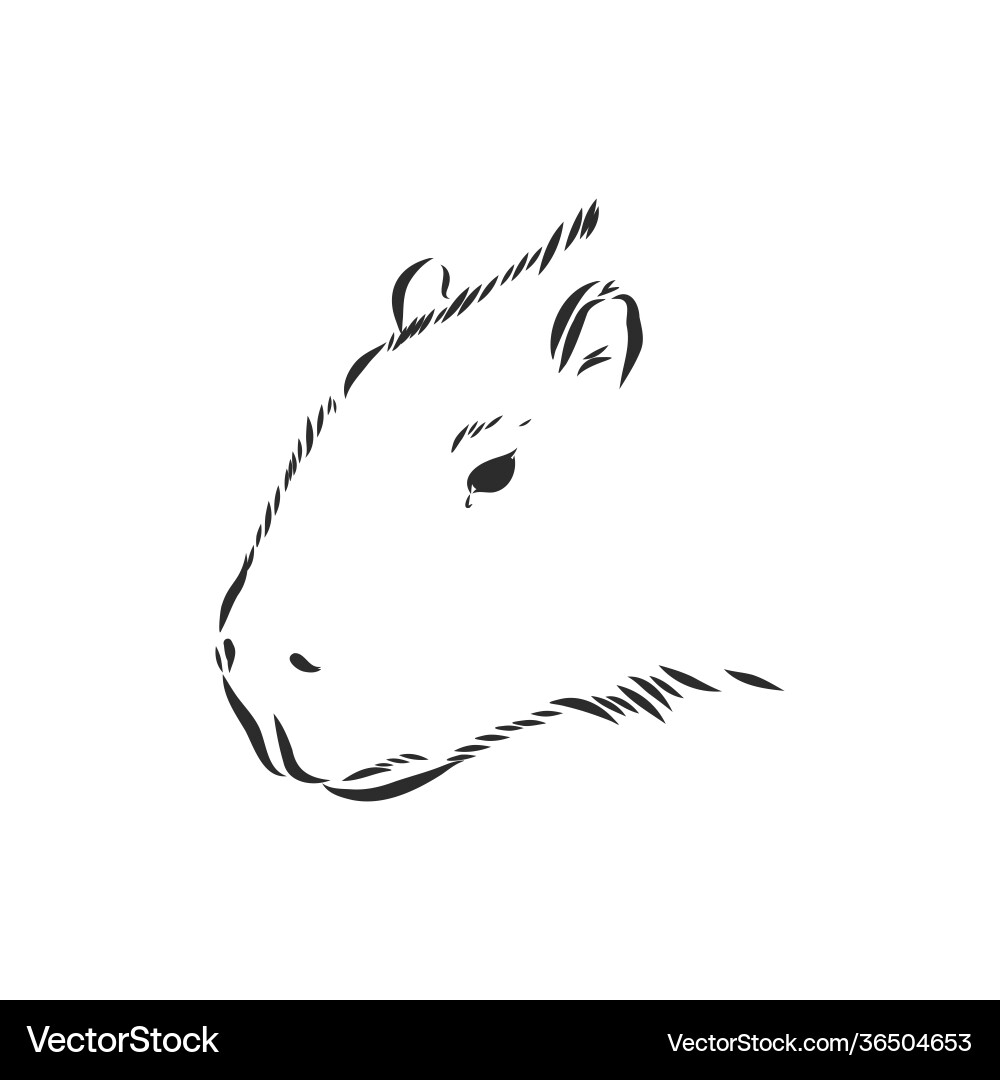 Capybara hand drawing animals south america Vector Image