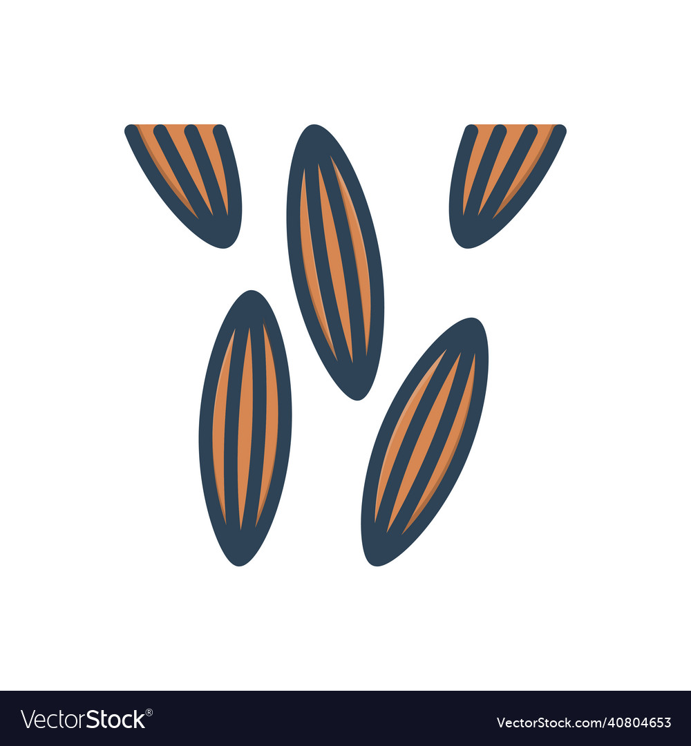 Cumin Royalty Free Vector Image - VectorStock