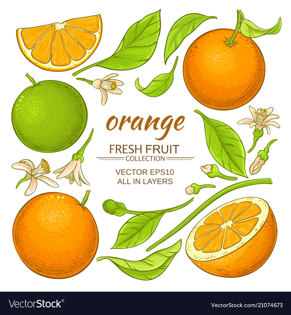 Orange elements set Royalty Free Vector Image - VectorStock