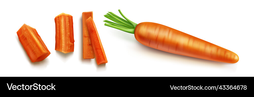 Carrot with green leaves isolated Royalty Free Vector Image