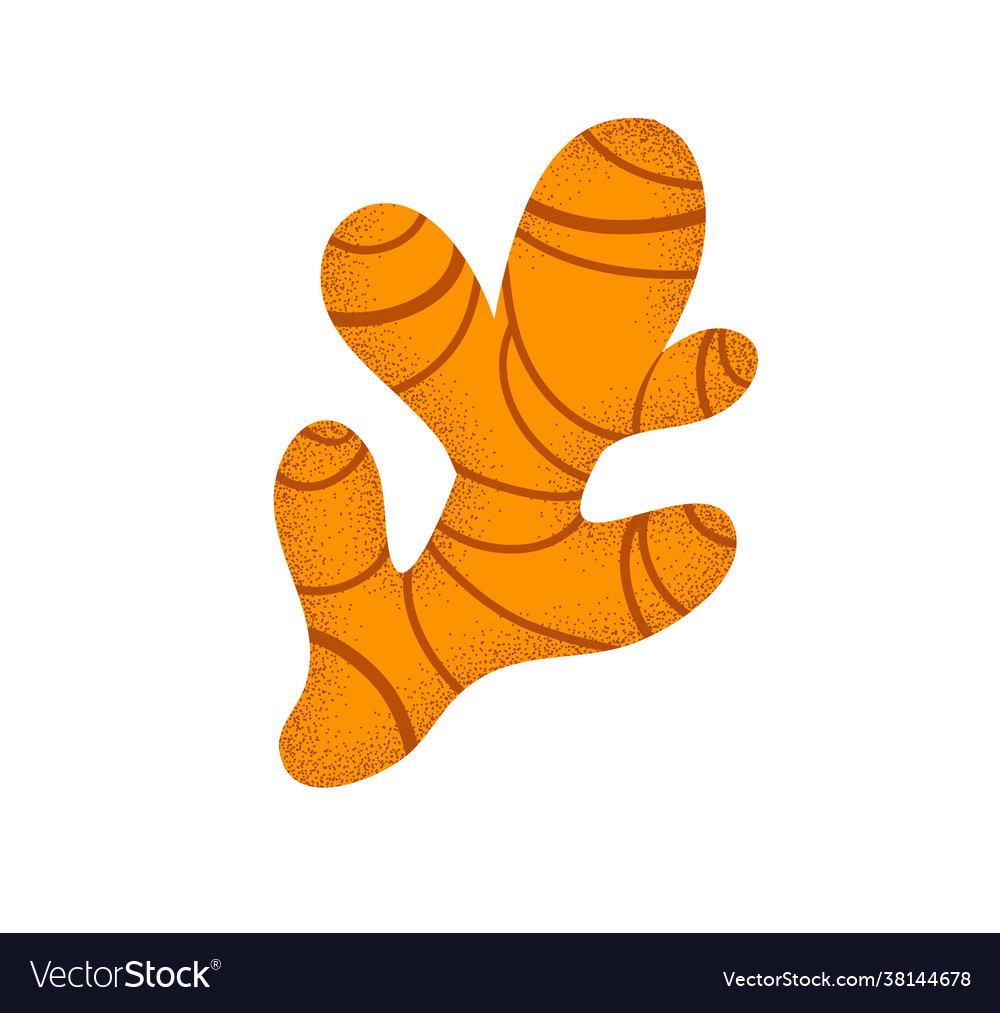 Ginger root flat Royalty Free Vector Image - VectorStock