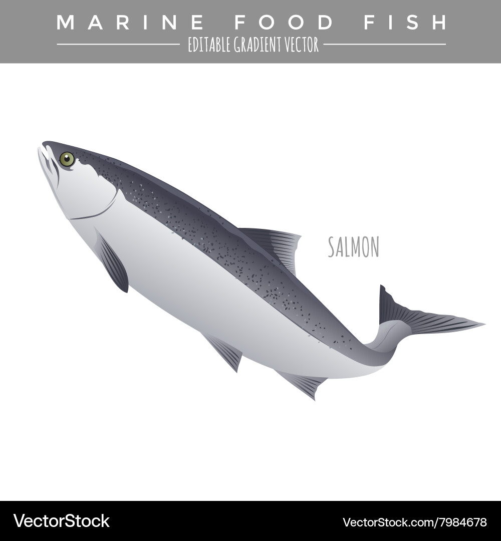 Salmon marine food fish Royalty Free Vector Image