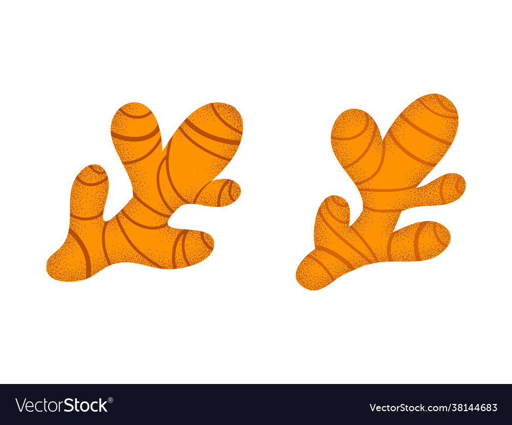 Ginger root flat Royalty Free Vector Image - VectorStock