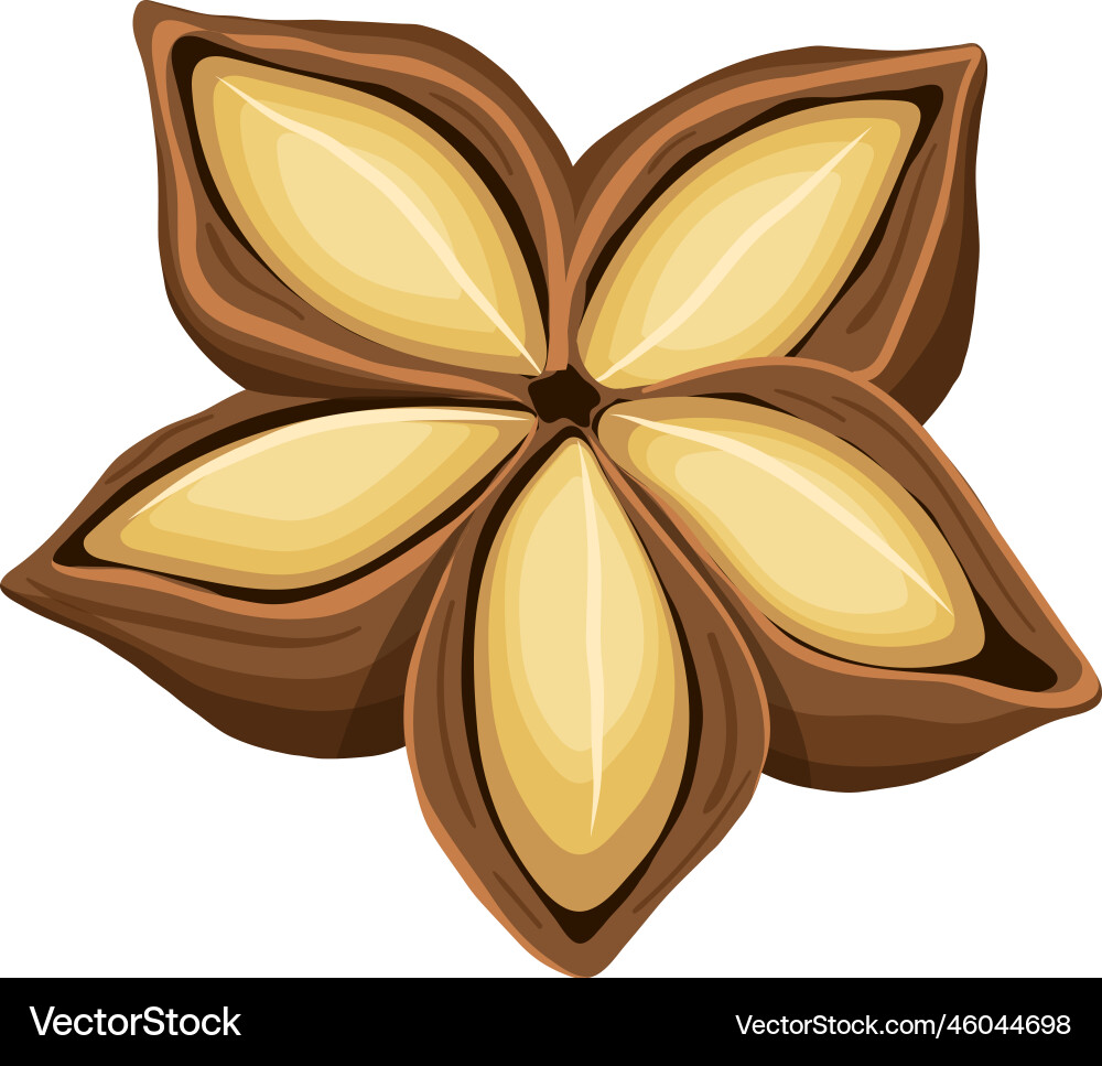 Inchi sacha dry cartoon Royalty Free Vector Image