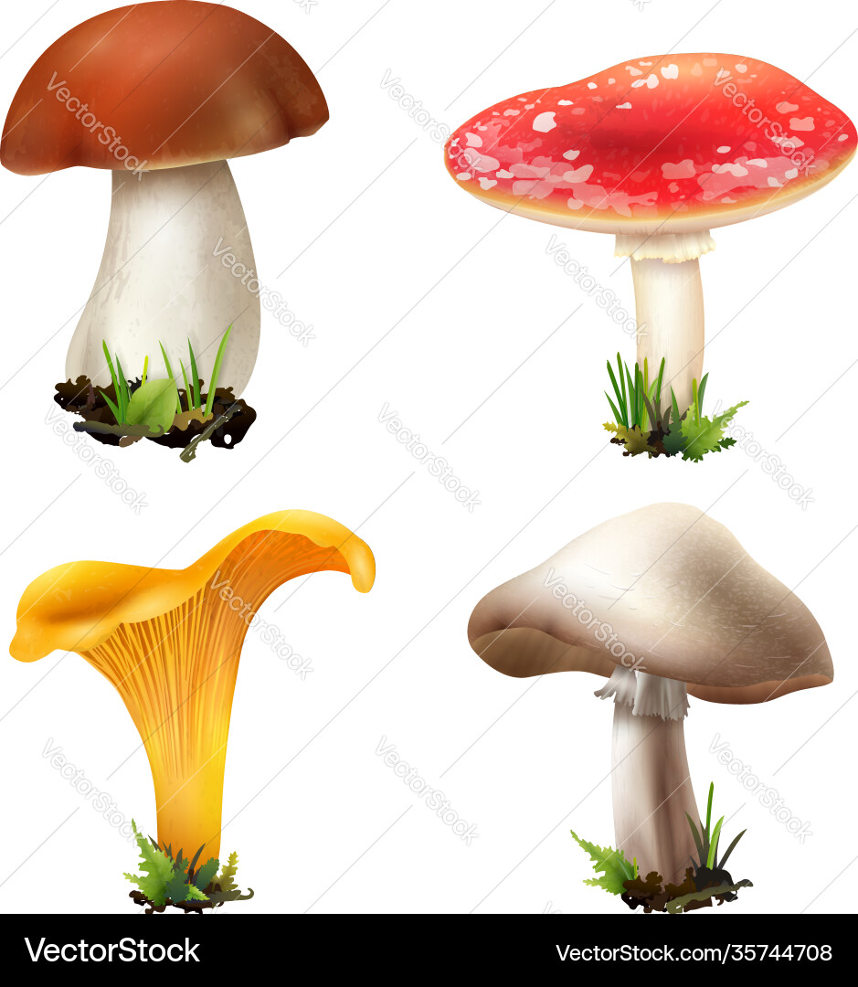 Realistic forest mushrooms collection Royalty Free Vector