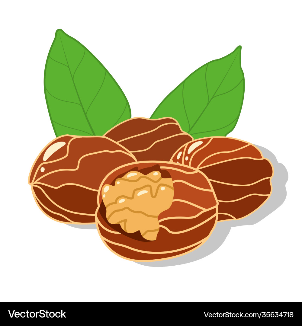 Walnuts and cracked walnut with green leaves Vector Image