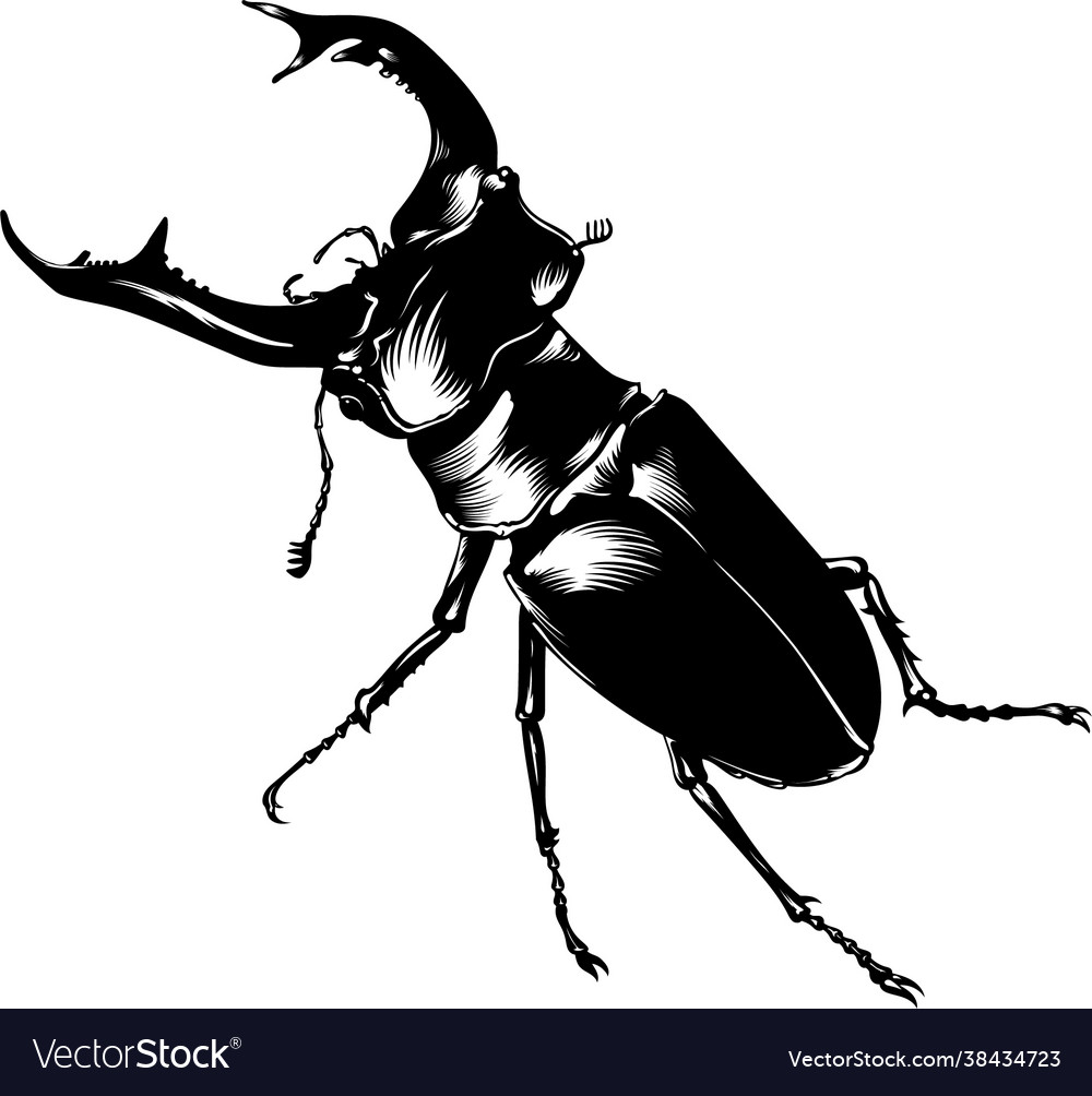 Stag beetle image Royalty Free Vector Image - VectorStock