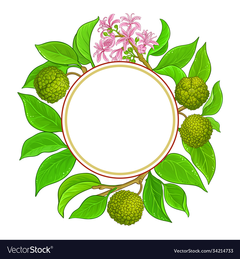 Calodendrum branches frame on white Royalty Free Vector Calodendrum branches frame on white Royalty Free Vector