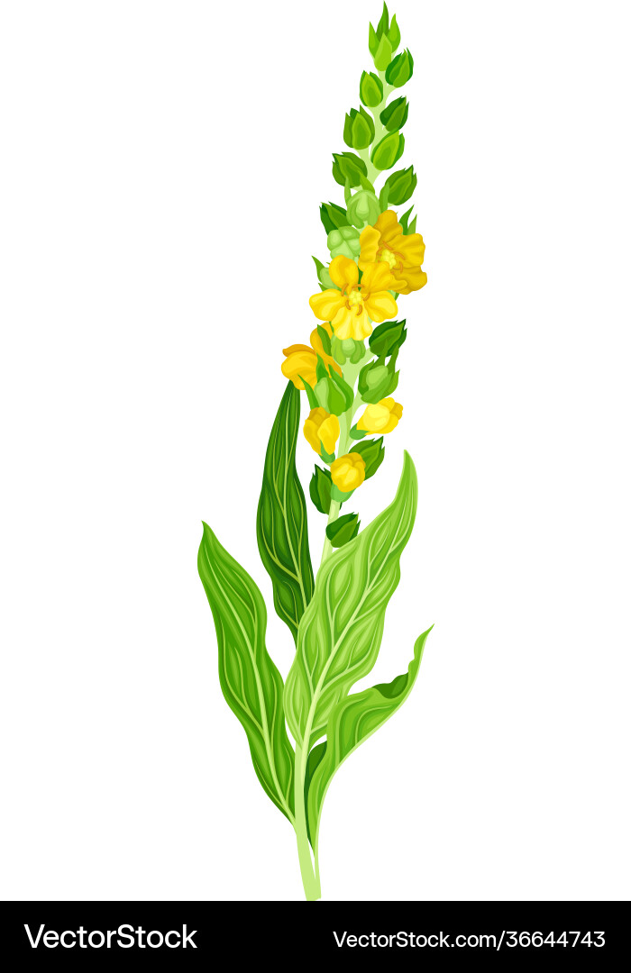 Mullein with tall flowering stem and yellow Vector Image