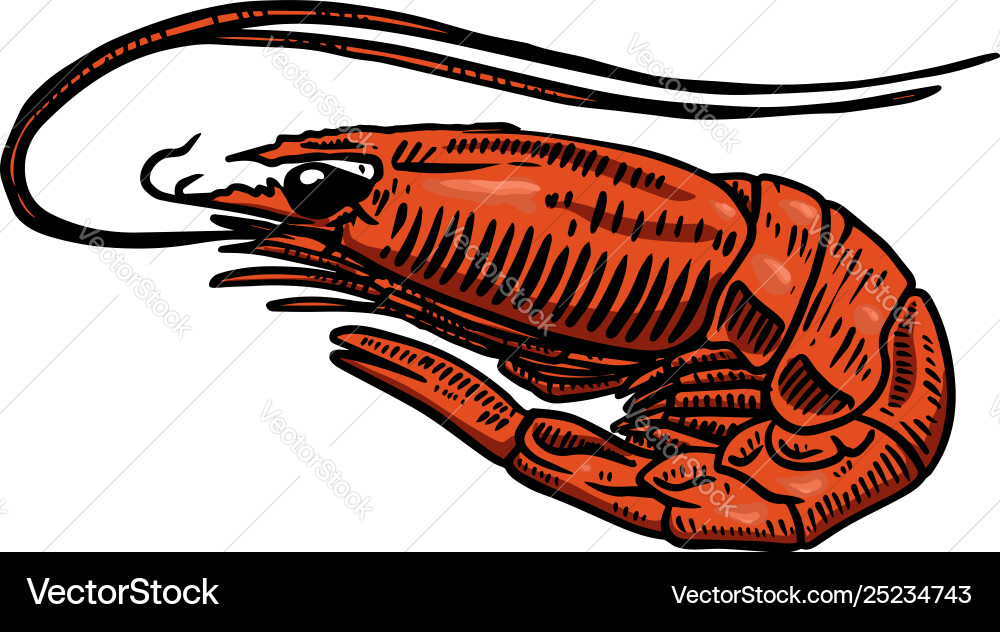 Shrimp design element for poster banner card menu Vector Image