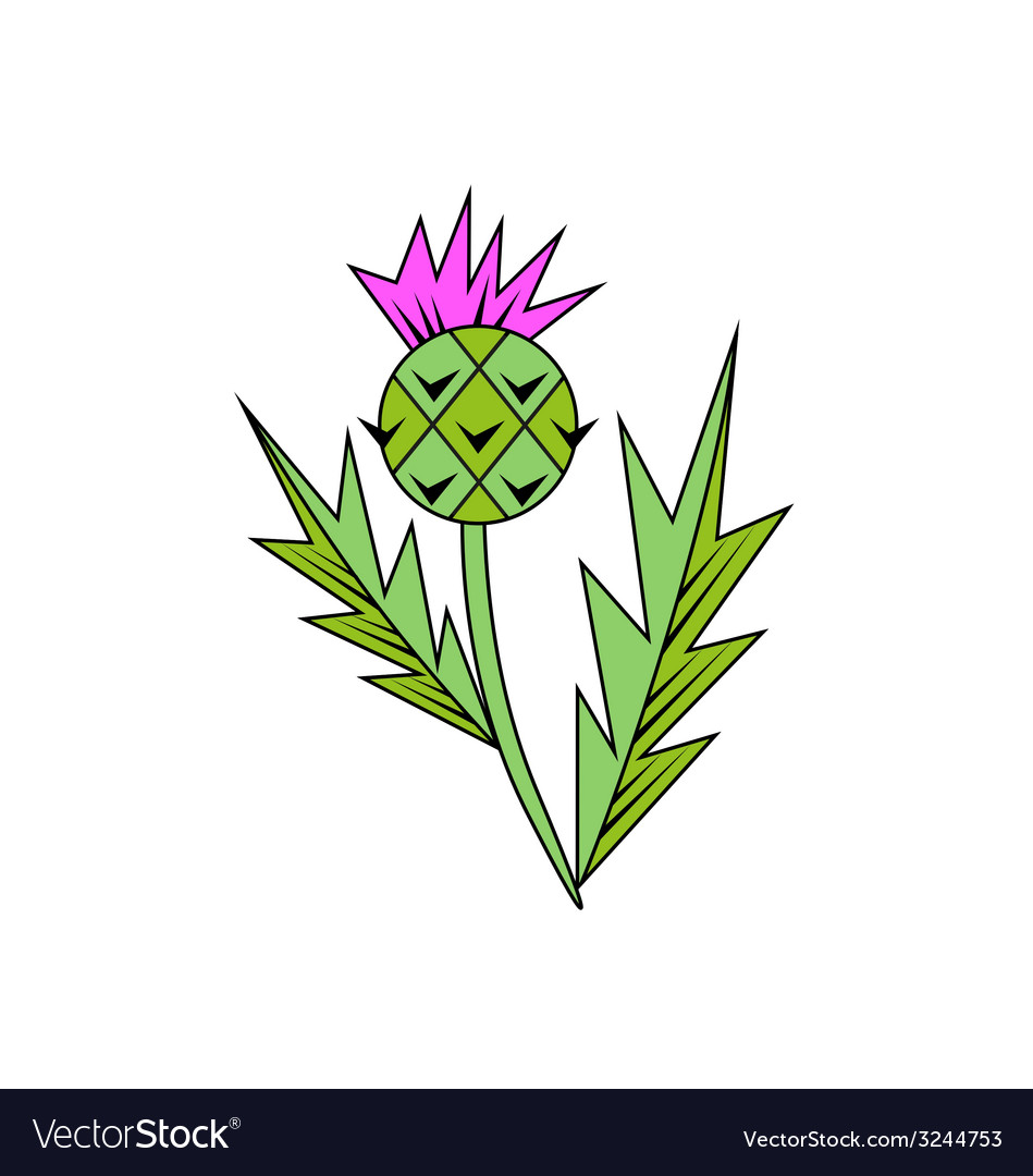 Thistle Royalty Free Vector Image - VectorStock