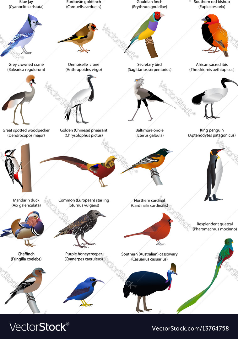Birds Royalty Free Vector Image - VectorStock