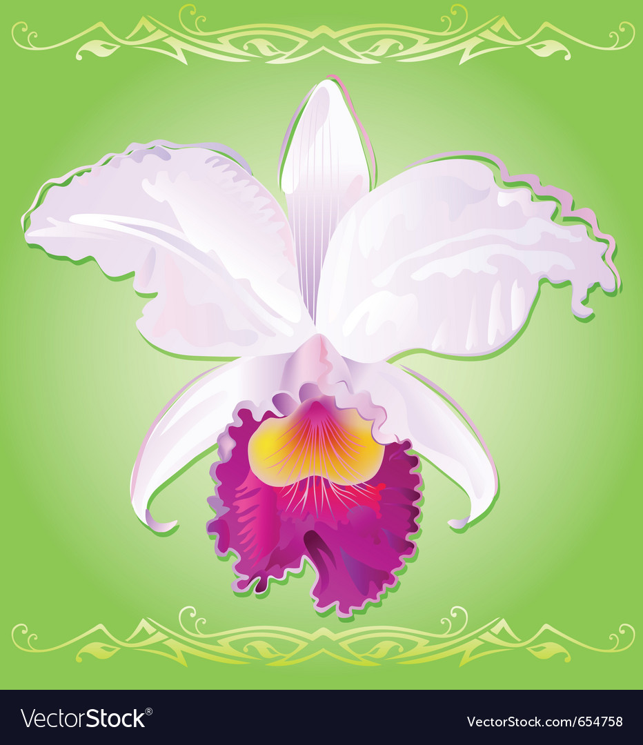 Orchid Royalty Free Vector Image - VectorStock