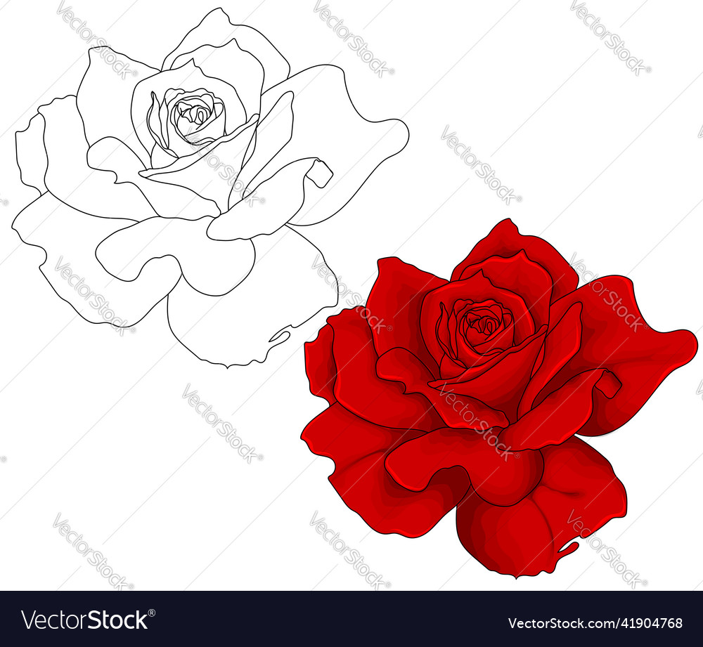 Hand drawn red rose Royalty Free Vector Image - VectorStock