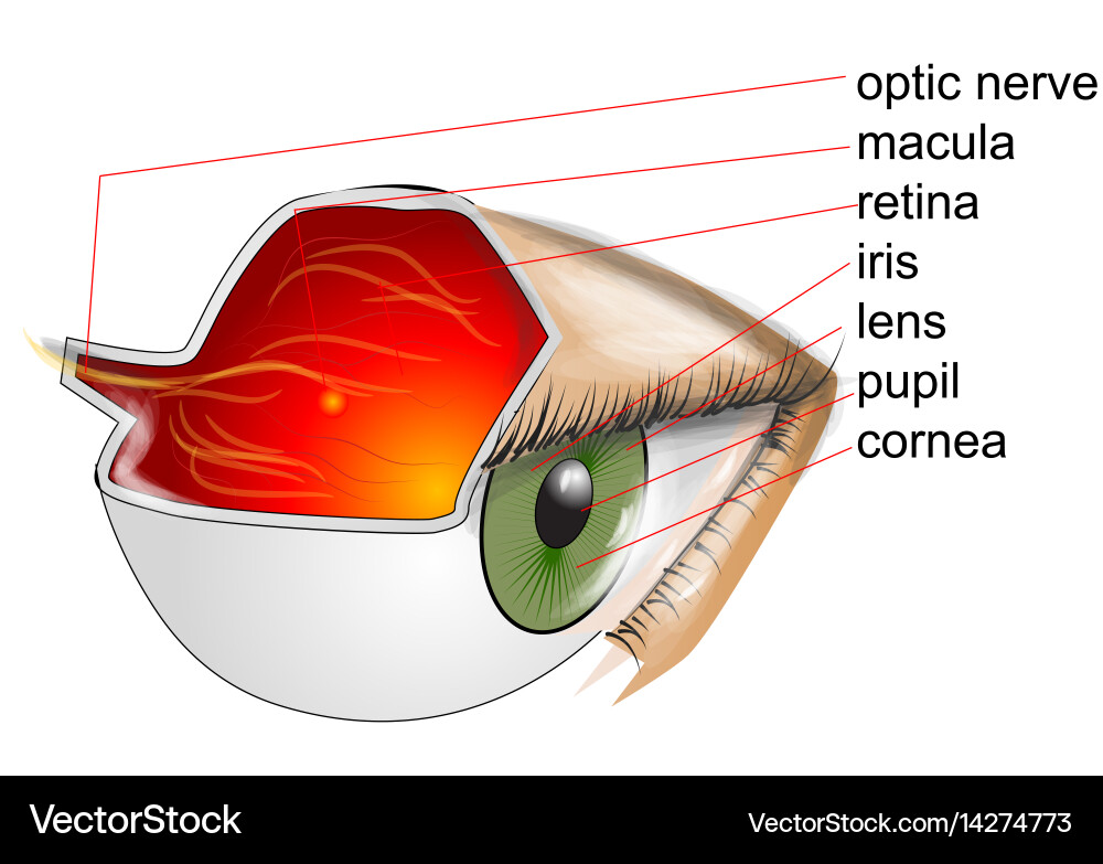 Anatomy of eye Royalty Free Vector Image - VectorStock