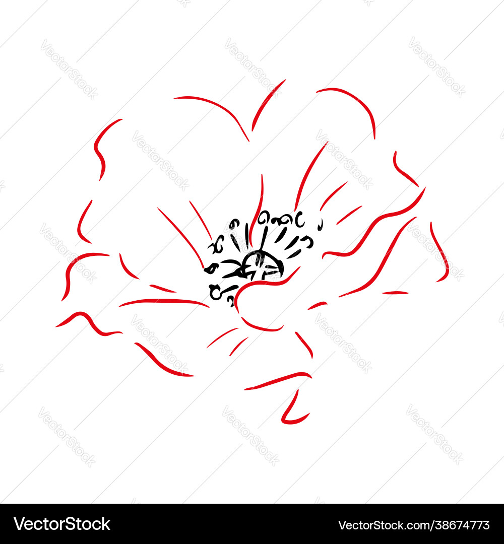 Poppy hand drawn line art isolated Royalty Free Vector Image