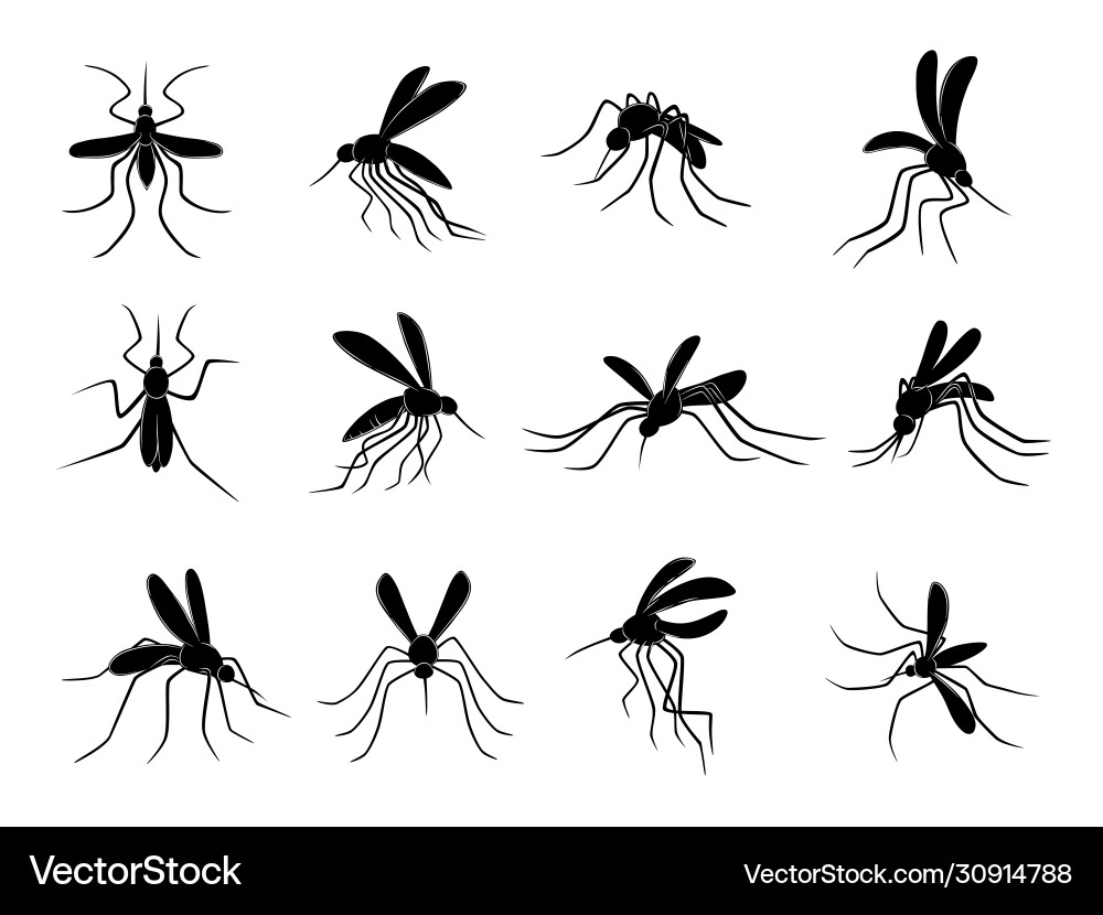 Mosquito flying insects carriers viruses Vector Image