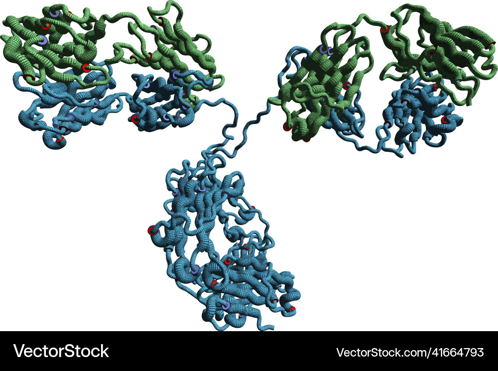Monoclonal antibody immunoglobulin g igg2a mab Vector Image