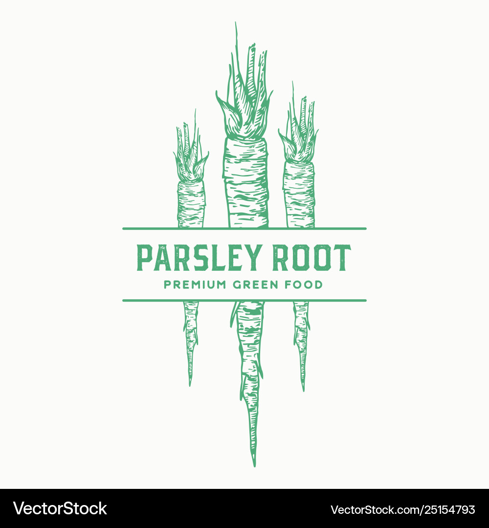 Parsley root sign symbol or label template Vector Image