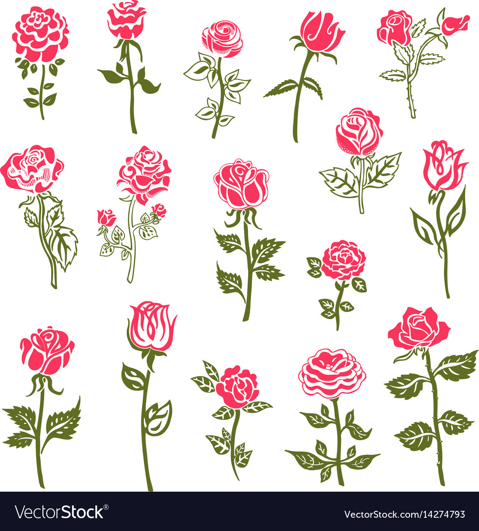 Roses design elements Royalty Free Vector Image