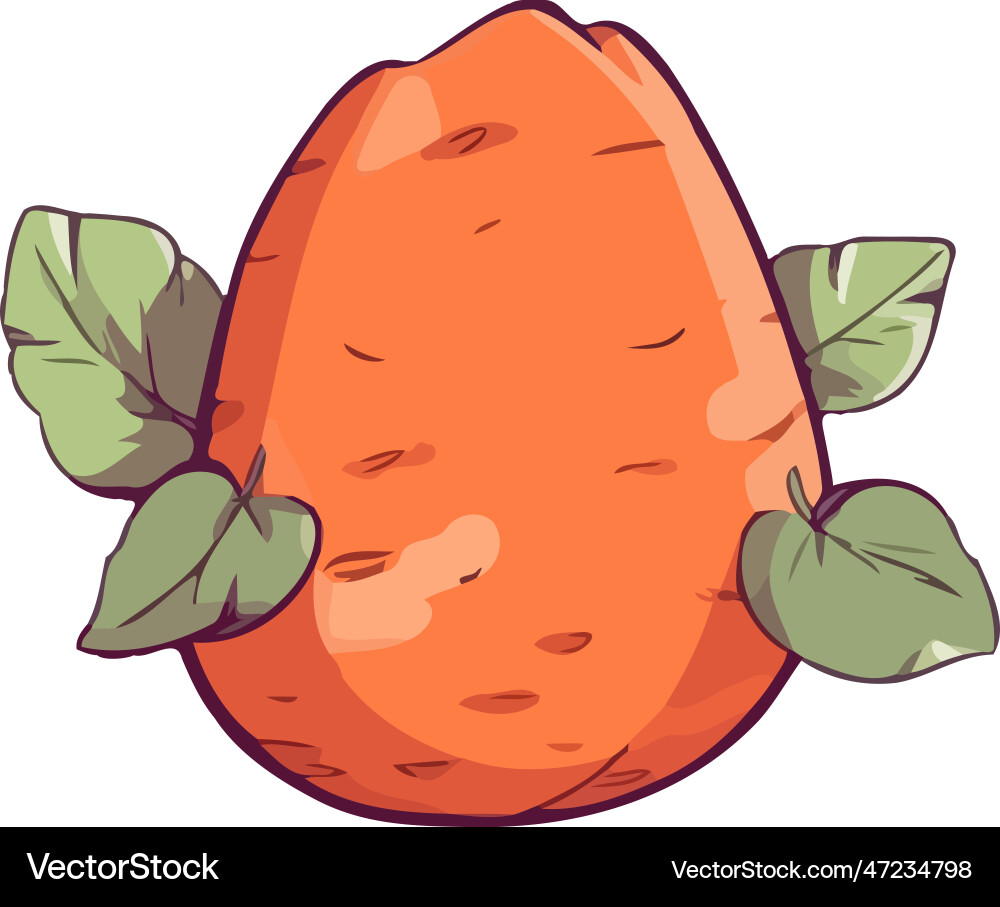 Organic potato fresh from nature Royalty Free Vector Image