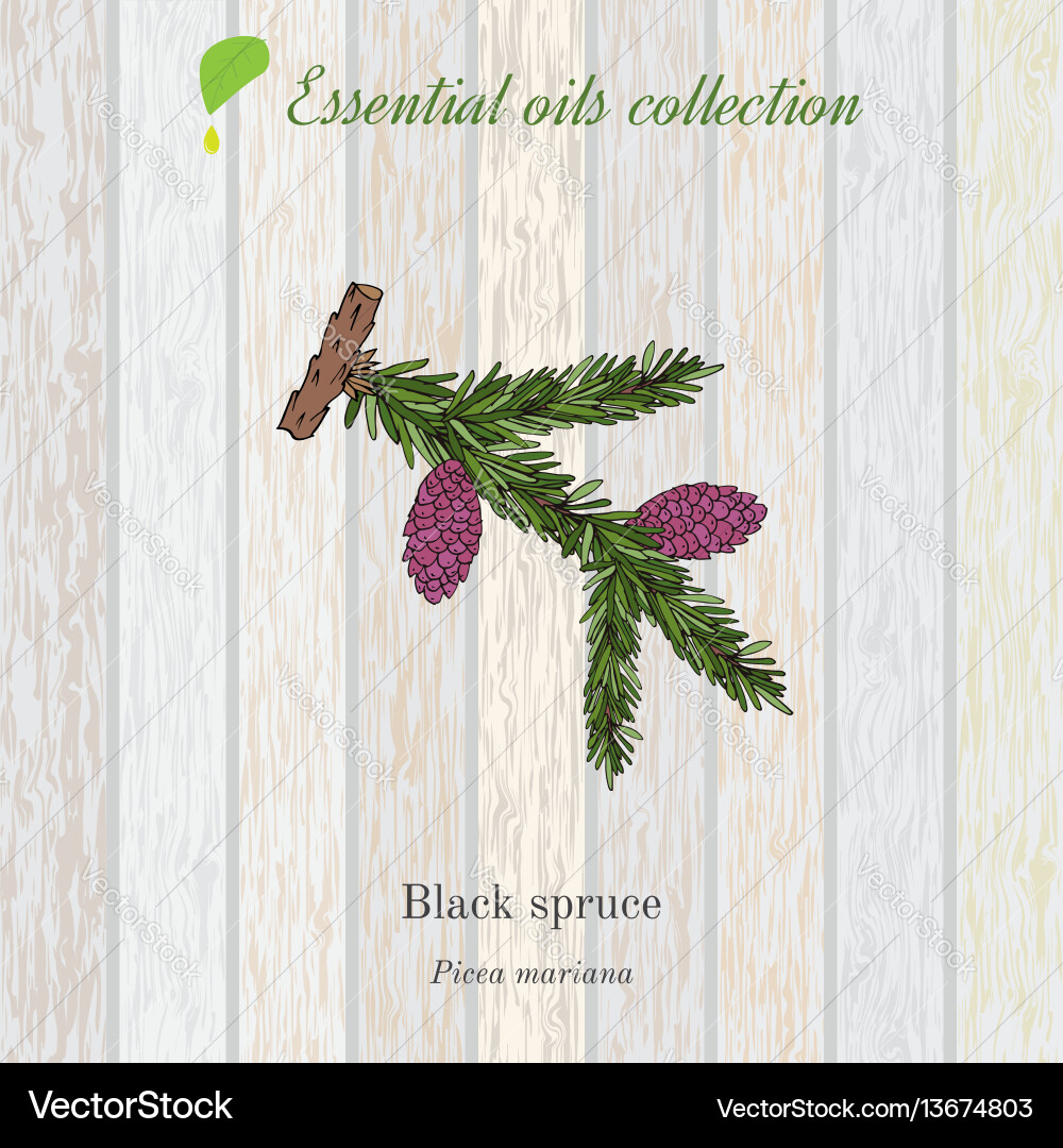Black spruce essential oil label aromatic plant Vector Image
