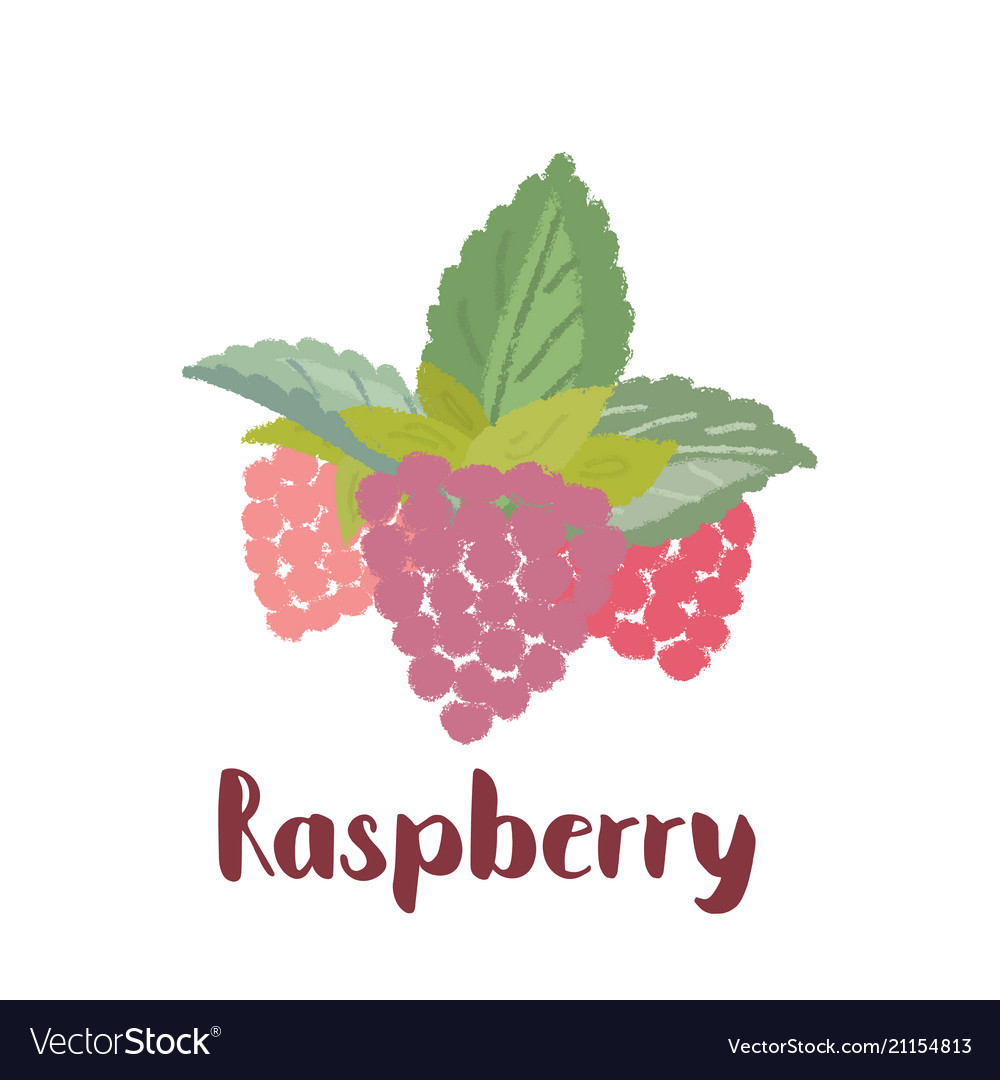 Raspberry forest berry Royalty Free Vector Image