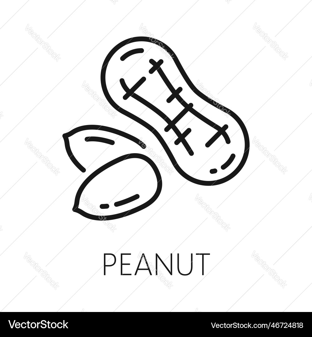 Outline goober nut in husk groundnut or peanut Vector Image