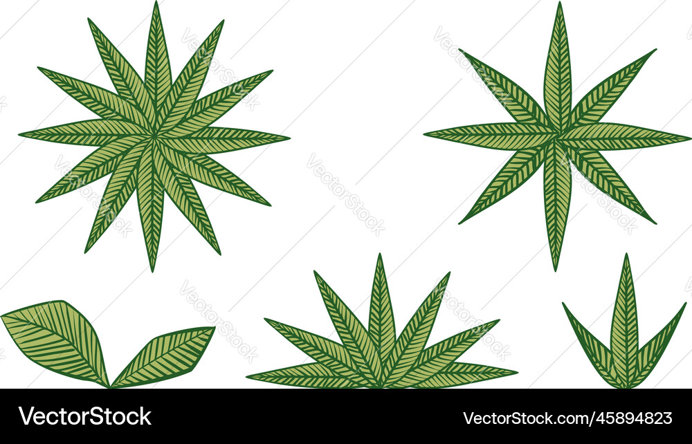 Botanical leaves veins primitive images Royalty Free Vector